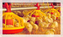 Transgranza S.A. - Transporte Responsable de Granza